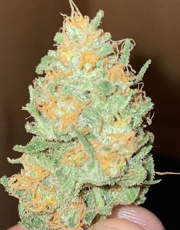 Lemon Tree Punch Cannabis Seeds - Lemon Tree x Purple Punch