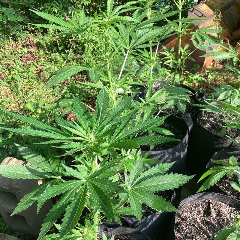 Apple Fritter Auto - Greenpoint Seeds