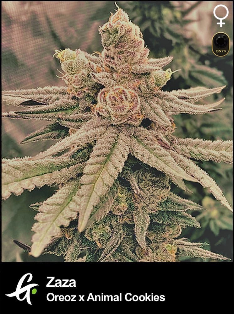 Zaza Strain | A Luxurious Blend of Sweetness & Potency