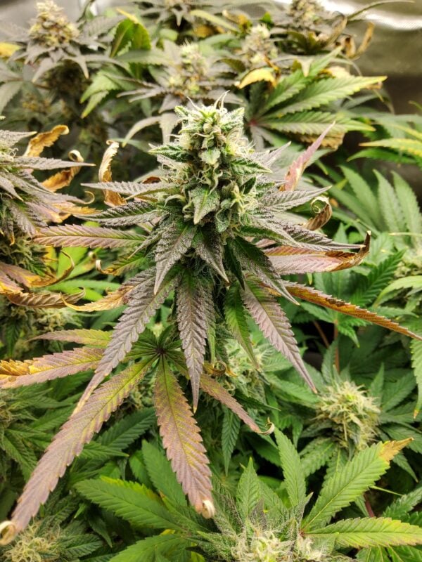Dip N Stix S1 Seeds | Platinum Cookies x Slurricane Hybrid
