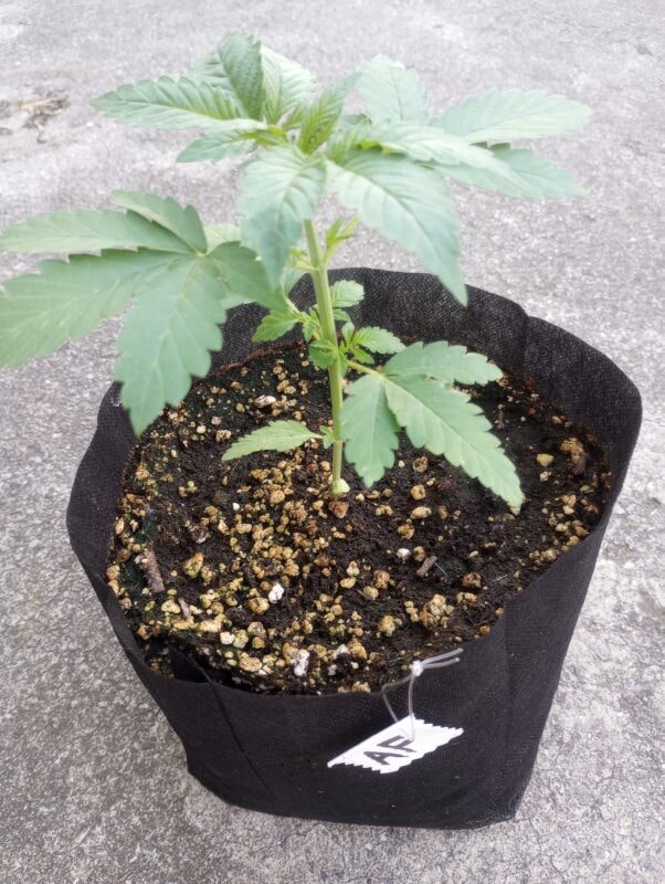 Apple Fritter Auto - Greenpoint Seeds