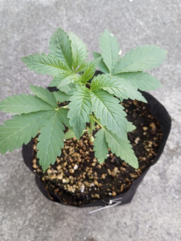 Apple Fritter Auto - Greenpoint Seeds