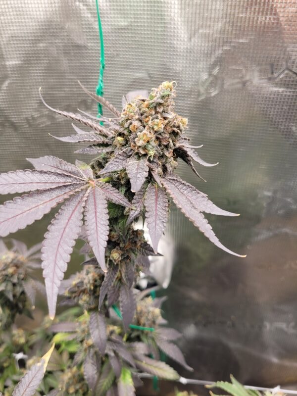 Zaza Strain | A Luxurious Blend of Sweetness & Potency