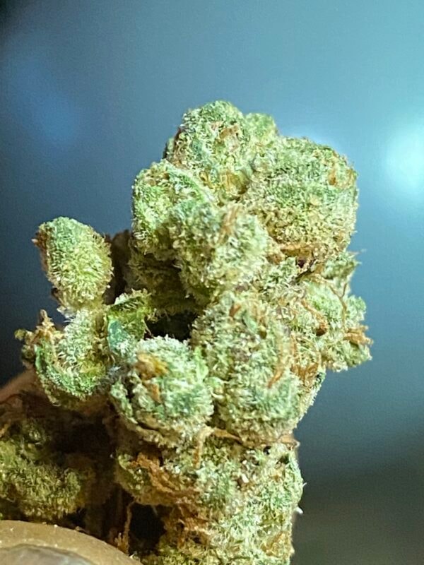 Apple Fritter Auto - Greenpoint Seeds