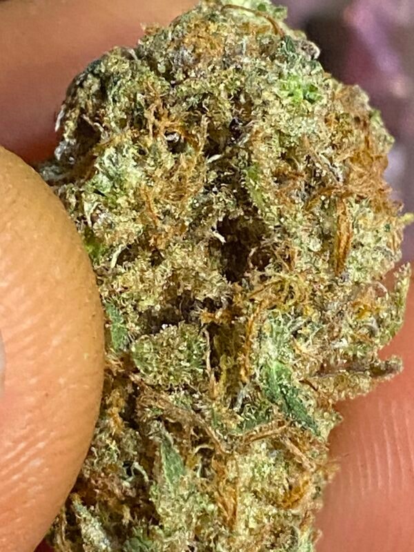 Zaza Strain | A Luxurious Blend of Sweetness & Potency