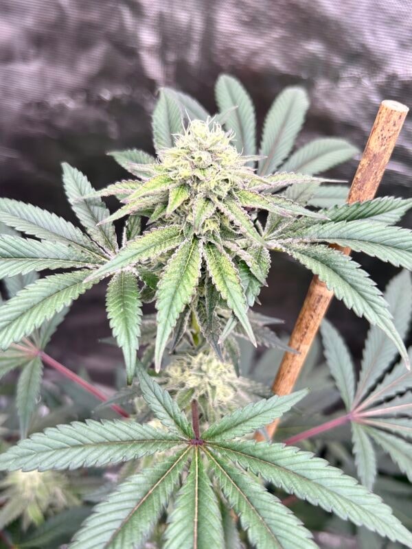 Zaza Strain | A Luxurious Blend of Sweetness & Potency