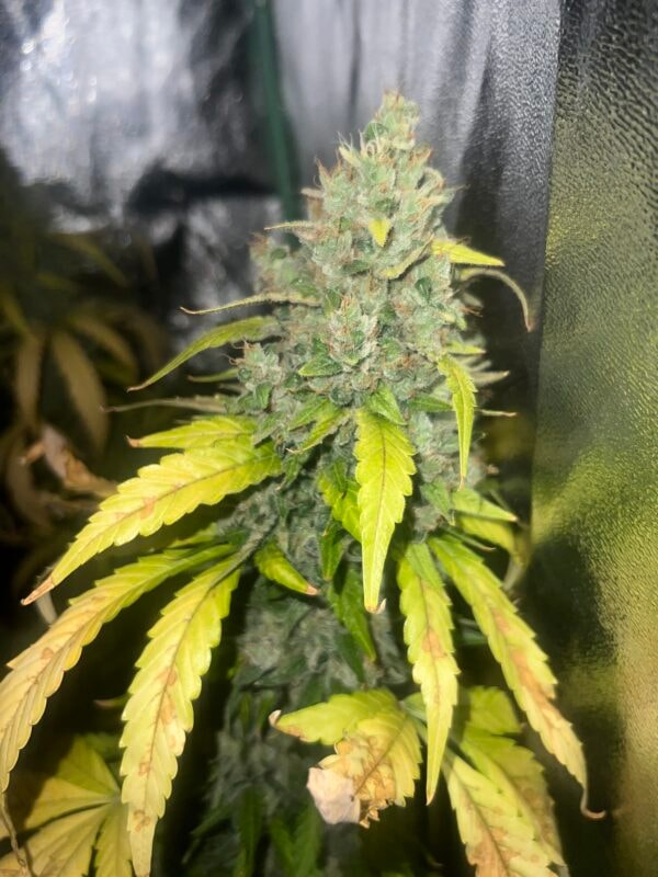 Apple Fritter Auto - Greenpoint Seeds