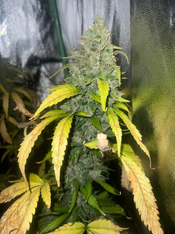 Apple Fritter Auto - Greenpoint Seeds