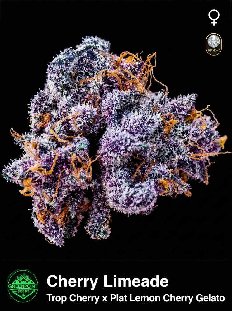 Cherry Limeade – Trop Cherry x Platinum Lemon Cherry Gelato