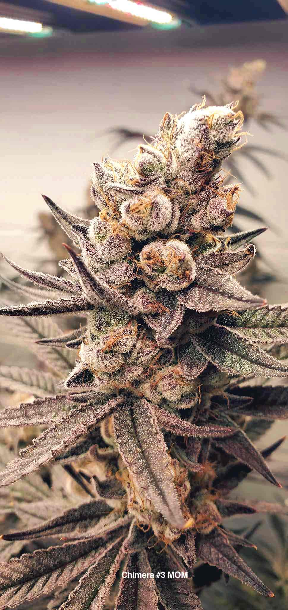 Lemon Hydra – Chimera #3 Meets Platinum Lemon Cherry Gelato