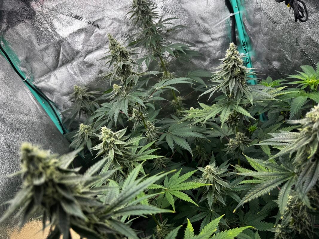 Chimera #3 x Stardawg Seeds – Exclusive $3k BeLeaf Cut Meets Chemdog