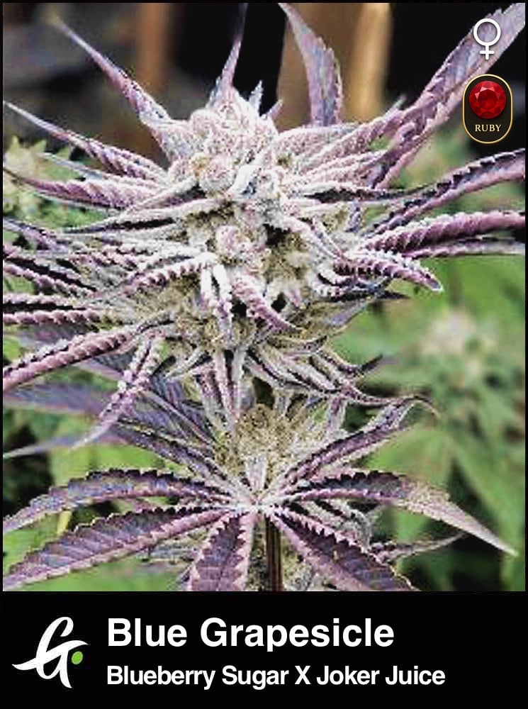 Blue Grapesicle Seeds – Blueberry Sugar × Joker Juice