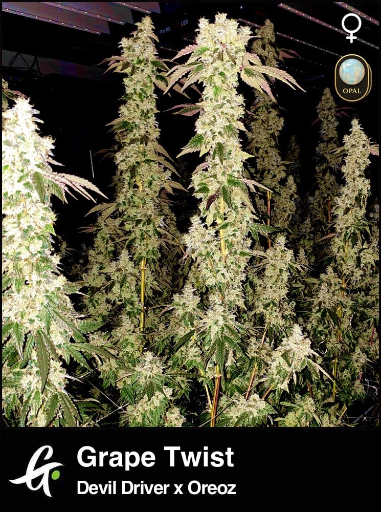Grape Twist Seeds – Devil Driver × Oreoz genetics