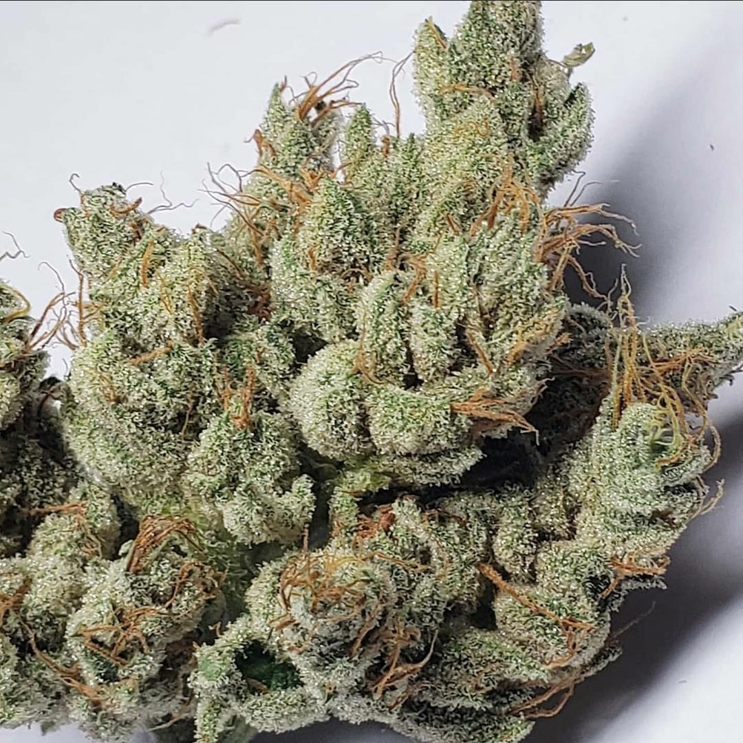 Triangle Kush × Dip N Stix Feminized Seeds – Greenpoint Seeds