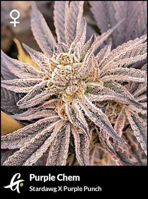 Cannabis Seed Traits Guide | Unearth Your Perfect Strain - Greenpoint Seeds