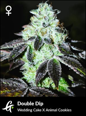 Cannabis Seed Traits Guide | Unearth Your Perfect Strain - Greenpoint Seeds