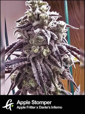 Cannabis Seed Traits Guide | Unearth Your Perfect Strain - Greenpoint Seeds