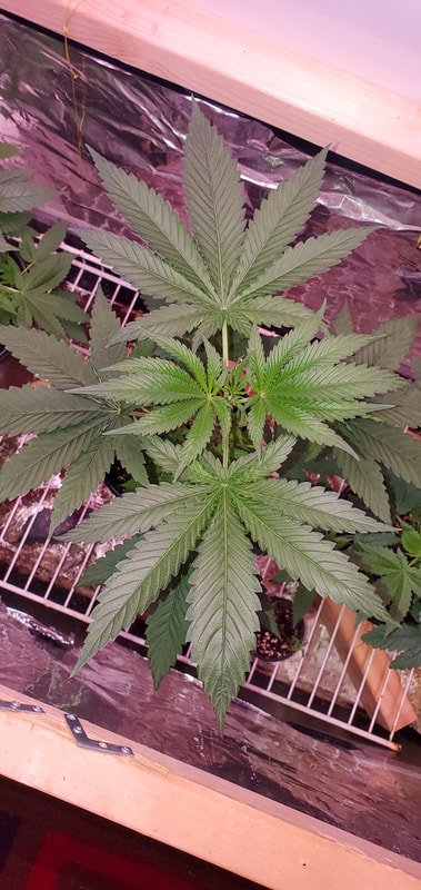 Bison Breath Cannabis Seeds - (Motorbreath 15 x Stardawg) - GPS