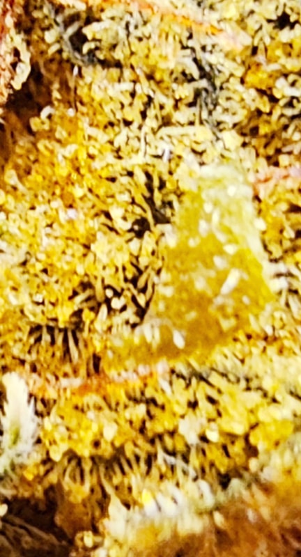 Bison Breath Cannabis Seeds - (Motorbreath 15 x Stardawg) - GPS