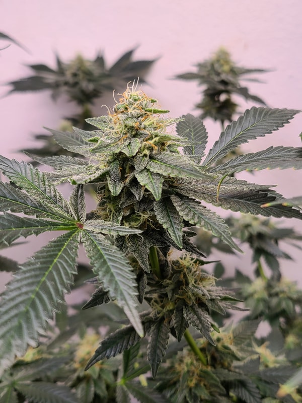 Lemon Tree Punch Cannabis Seeds - Lemon Tree x Purple Punch