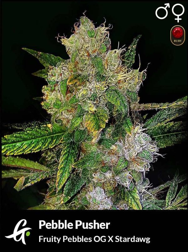 Fruity Pebbles OG Strain - Greenpoint Seeds