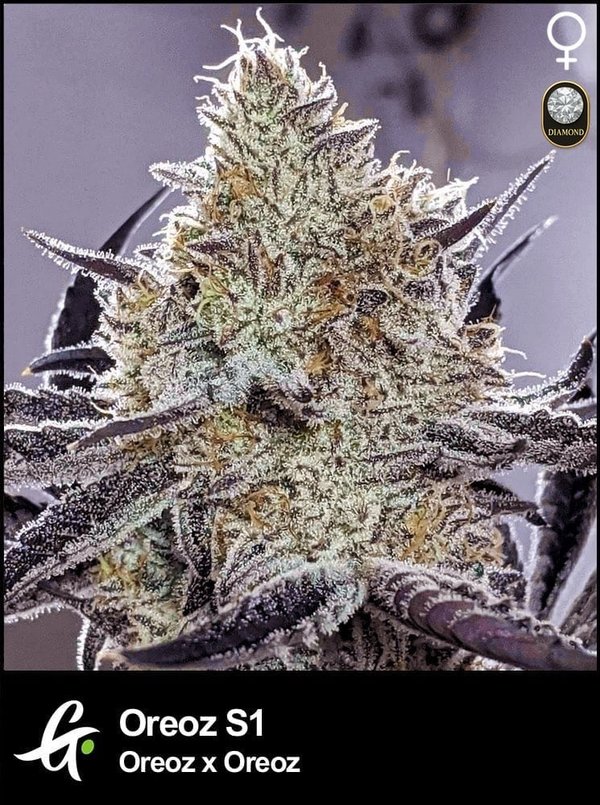 Oreoz S1 Cannabis Strain - Buy Premium Quality Seeds at Greenpoint Seeds