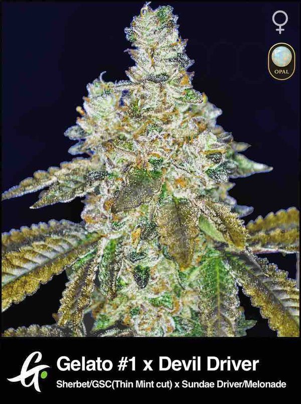 Devil Driver Strain: A Captivating Blend of Aroma, Flavor, and Visual ...
