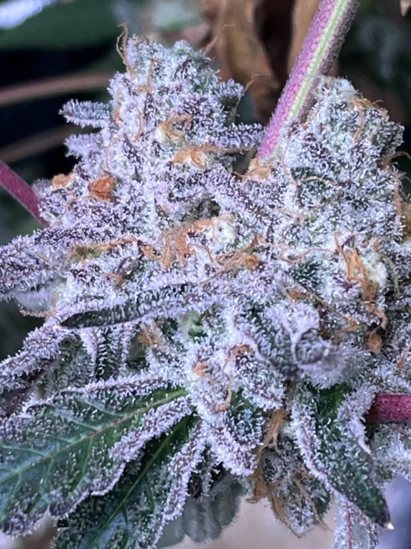 Kerosene Chem Seeds (Permanent Marker x Star Dawg)