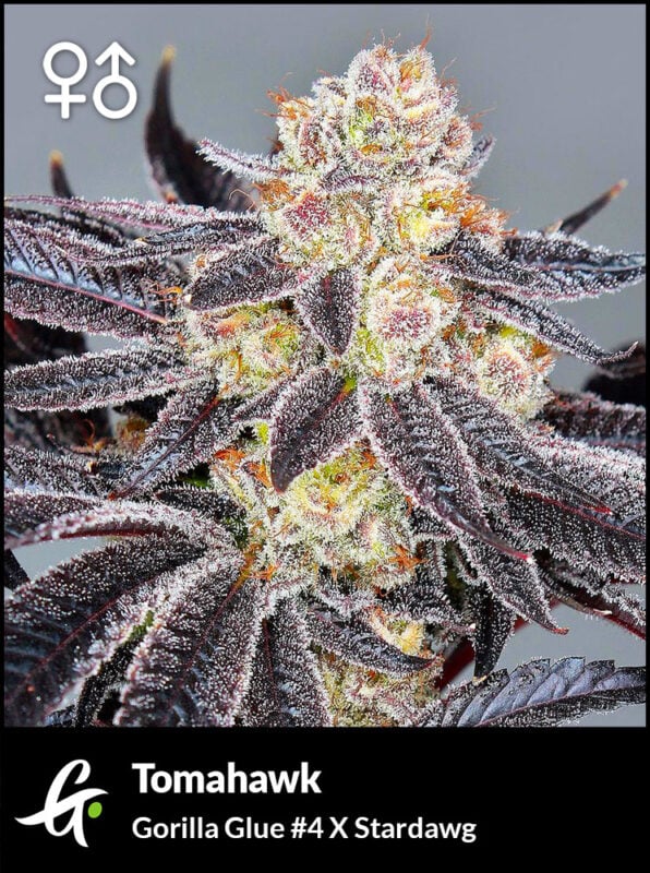 Regular Seeds - Greenpoint Seeds - Male and Female Seeds