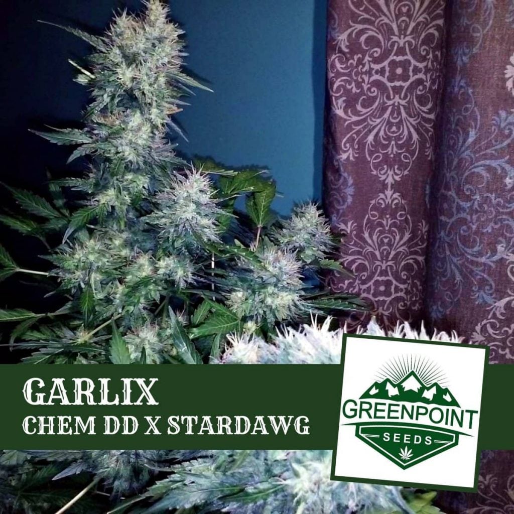 Garlix Seeds - Chem DD x Stardawg Strain | Greenpoint Seeds