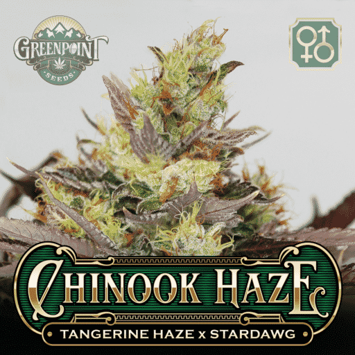 Chinook Haze - Tangerine Haze x Stardawg Strain | Greenpoint Seeds