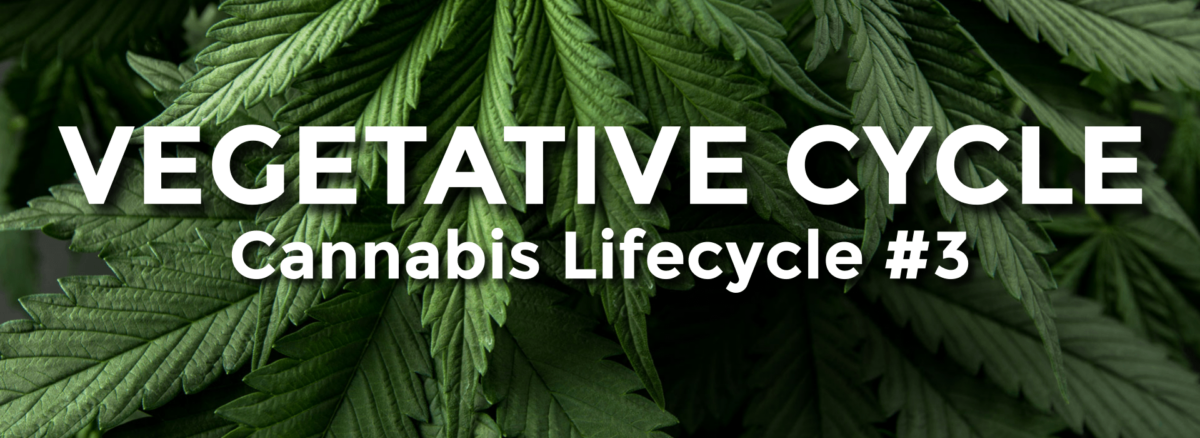 Cannabis Vegetative Cycle - Growing Cannabis | Greenpoint Seeds