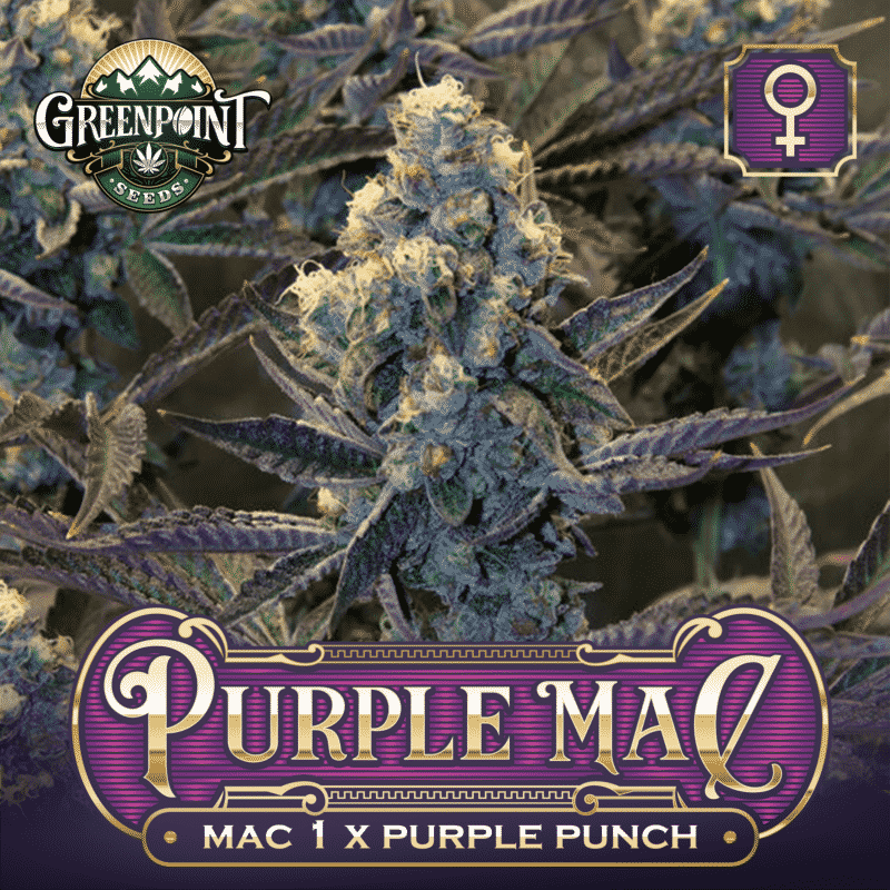 Purple MAC Cannabis Seeds - MAC 1 x Purple Punch Strain | Greenpoint