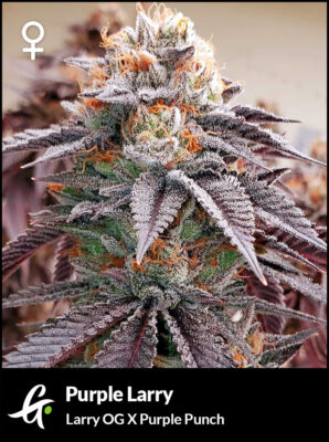 Purple Larry Cannabis Seeds - Larry OG x Purple Punch