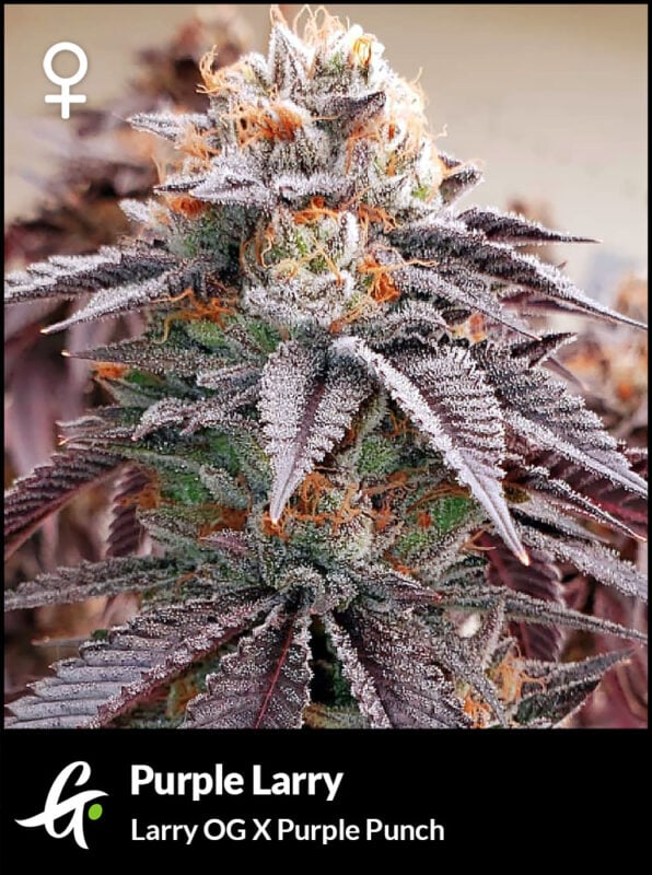 Buy Cannabis Seeds Now - US Seed Bank - Coloardo - Greenpoint Seeds