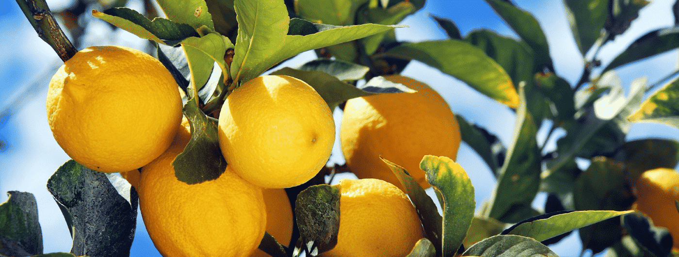 Dawg Lemons Cannabis Seeds - Lemon Tree X Stardawg | Greenpoint