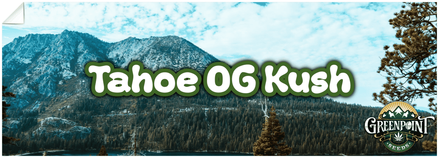Tahoe Animal Feminized Seeds - Tahoe OG Kush x Animal Cookies | GPS