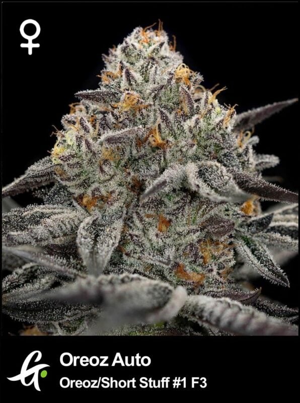 3rd Coast Genetics - Greenpoint Seeds