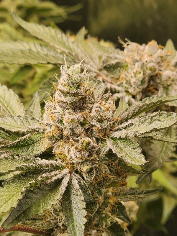 Dunkaroos Feminized Seeds - Sherbet x Animal Cookies | GPS
