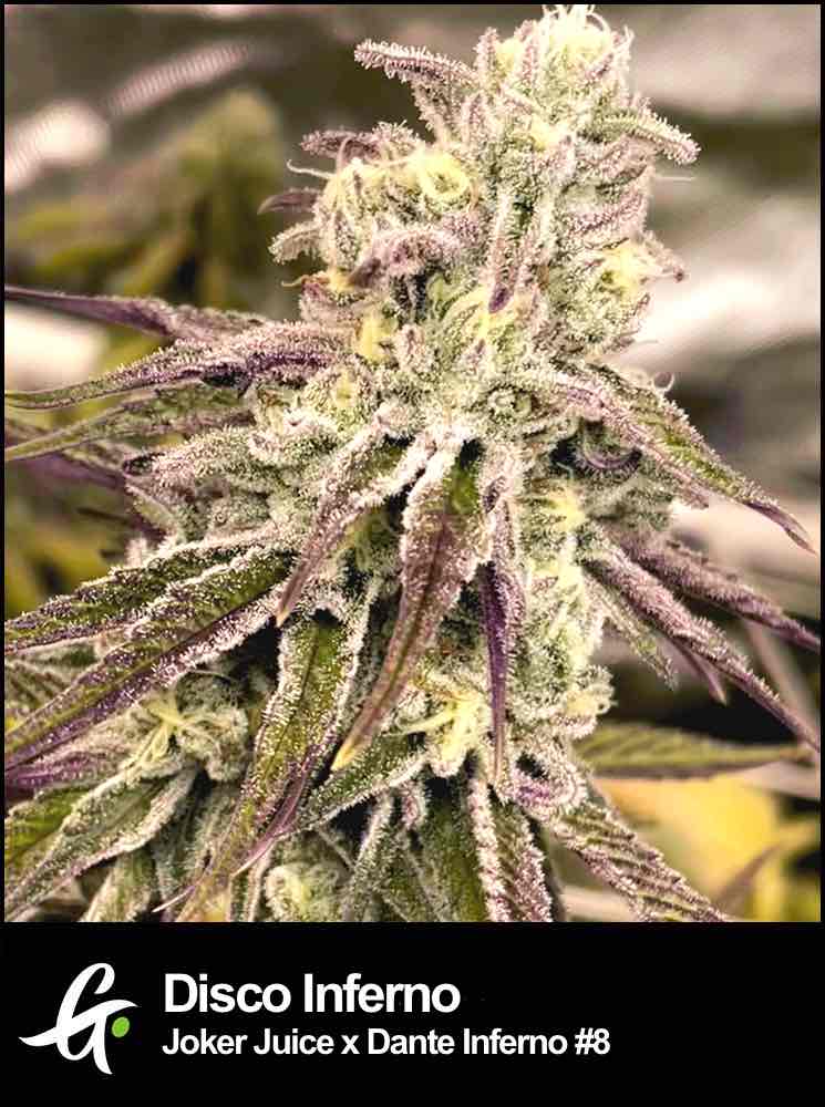 Disco Inferno Strain | Joker Juice x Dante's Inferno