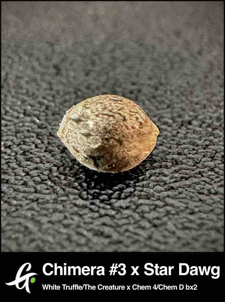 Chimera #3 x Stardawg Seeds – Exclusive $3k BeLeaf Cut Meets Chemdog
