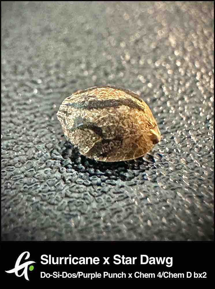 Slurricane x Stardawg – In House Genetics Meets Chem Dawg Lineage