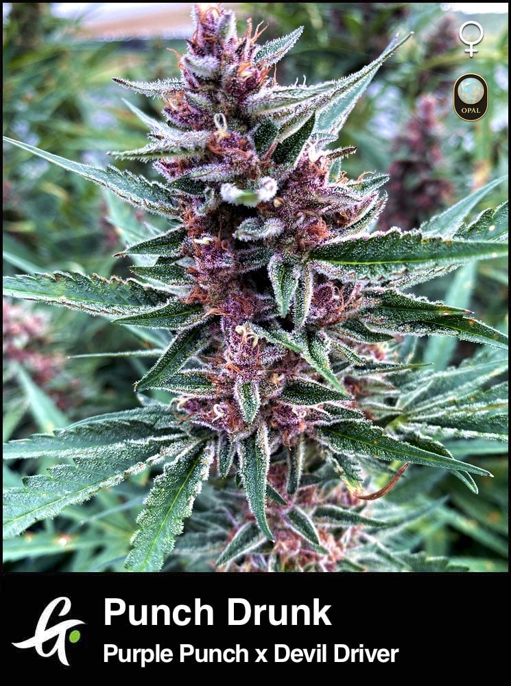 Punch Drunk strain by Greenpoint Seeds