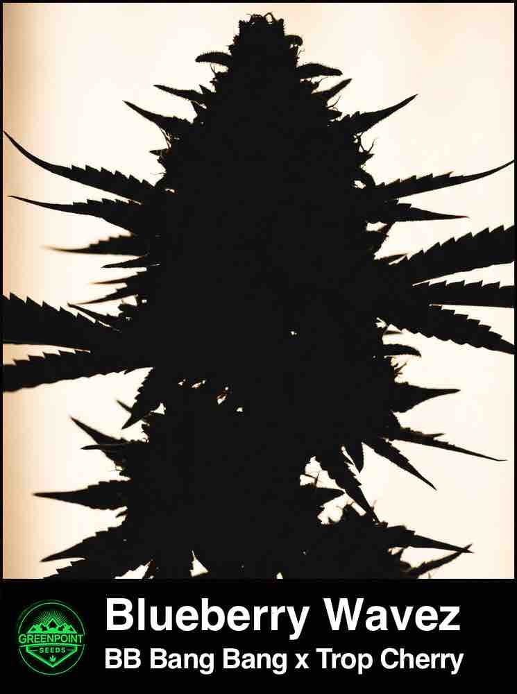 Blueberry Wavez Feminized Seeds | Greenpoint Seeds