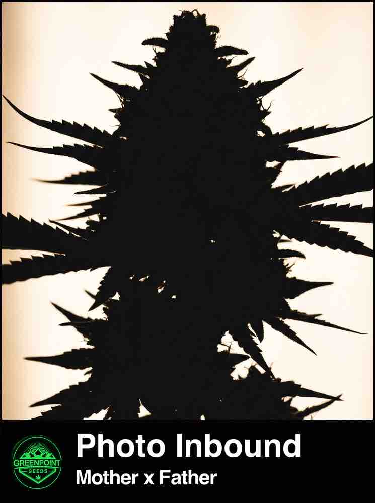 Blue Cherry Feminized Seeds | Greenpoint Seeds